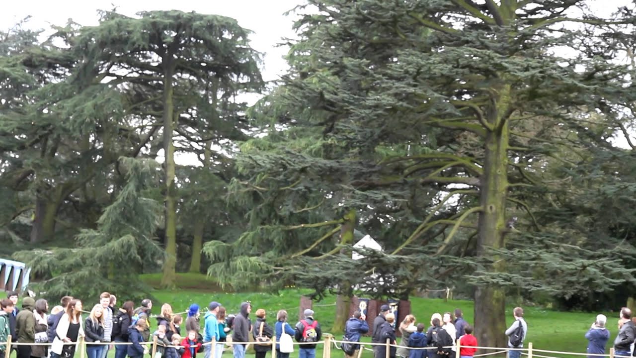 Warwick Castle Bird Of Prey Show - YouTube