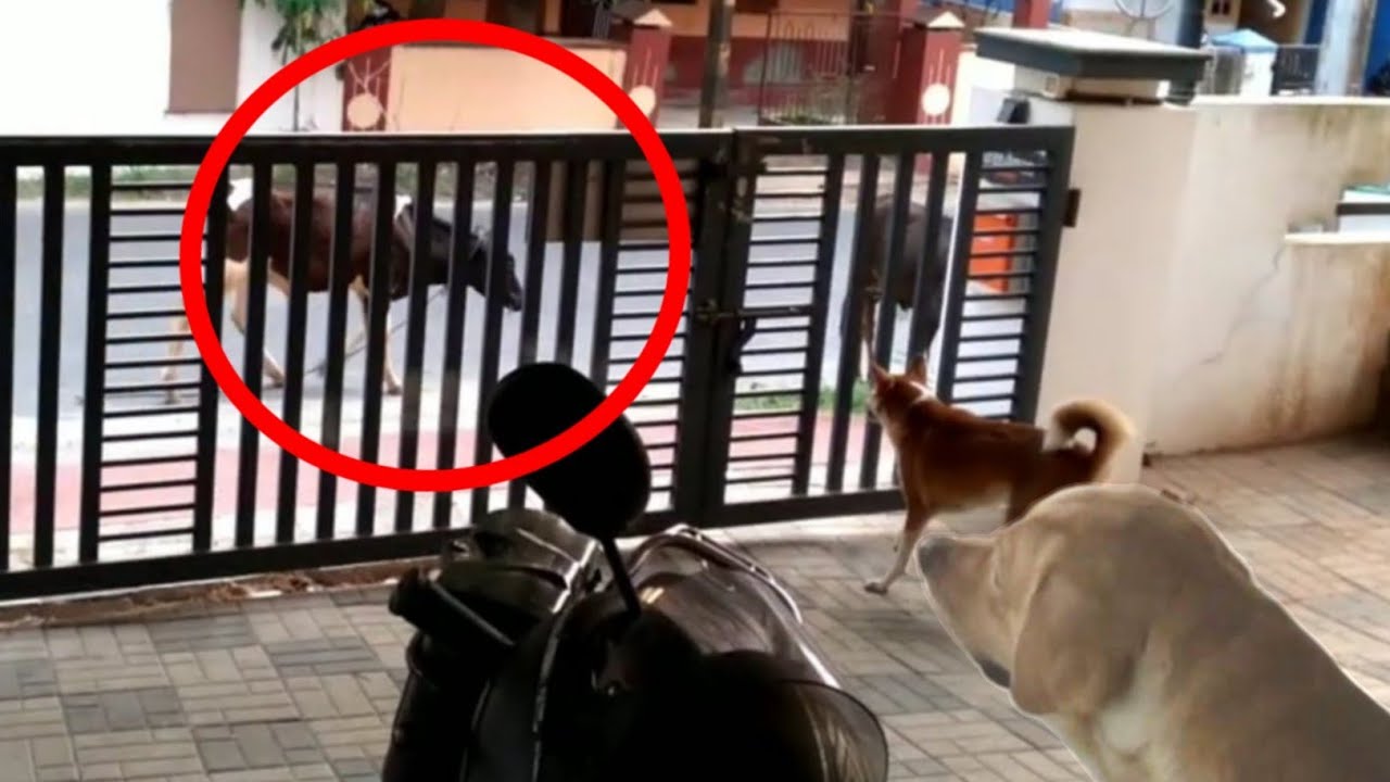 Dogs barking at cows||Dogs chasing cows ||Why do dog barks at cows?# ...