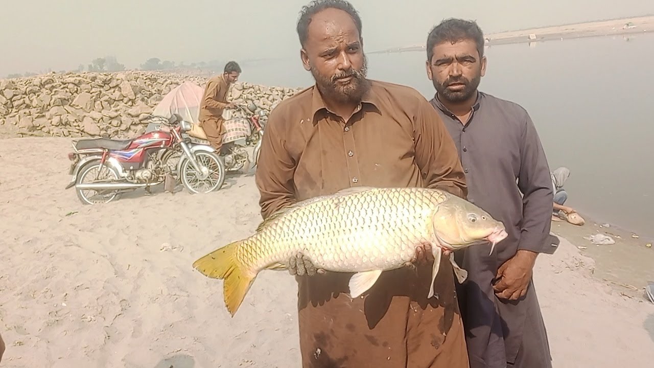 8 kg gulfam fishing at Chenab River | Fishing Video | #fishing # ...