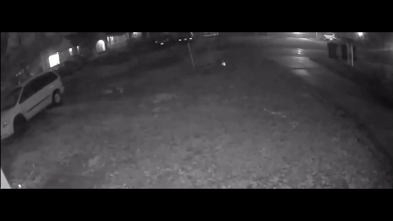 Opossum vs opossum. Opossums fighting? Idk - YouTube