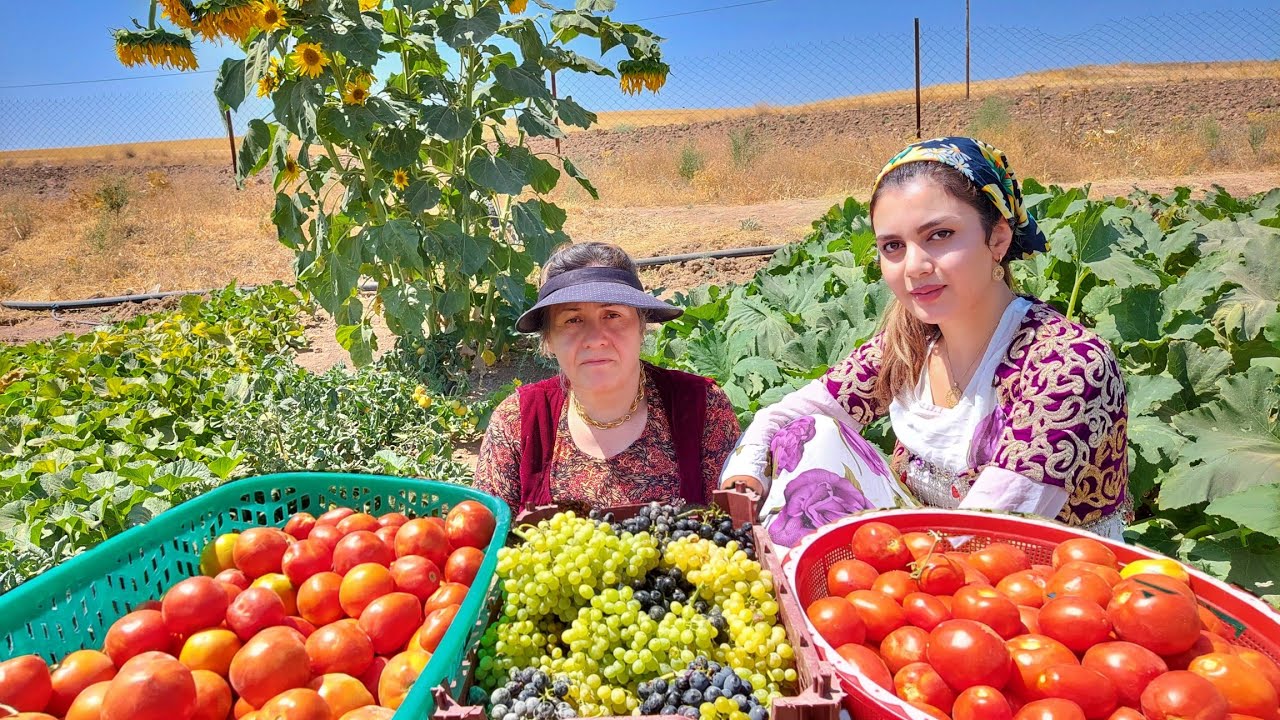 Harvesting Fresh Tomatos from Garden and making paste by Kurdish girl ...