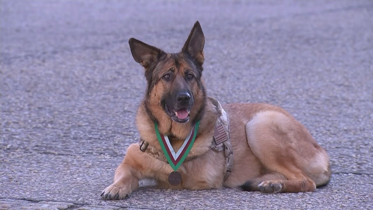 Adorable military dog who lost leg in combat gets medal for bravery ...