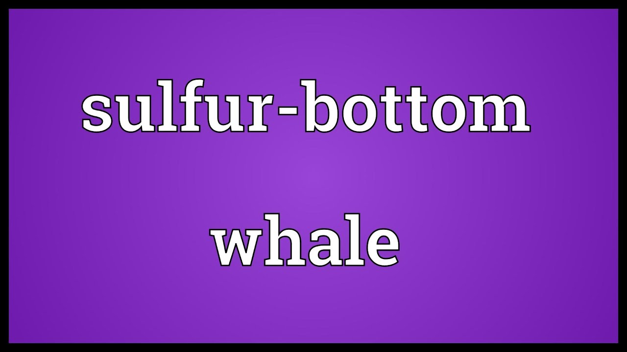 Sulfur-bottom whale Meaning - YouTube