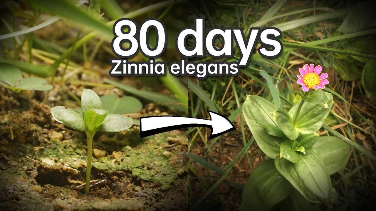 Zinnia elegans 80 days in nature Time-lapse - YouTube