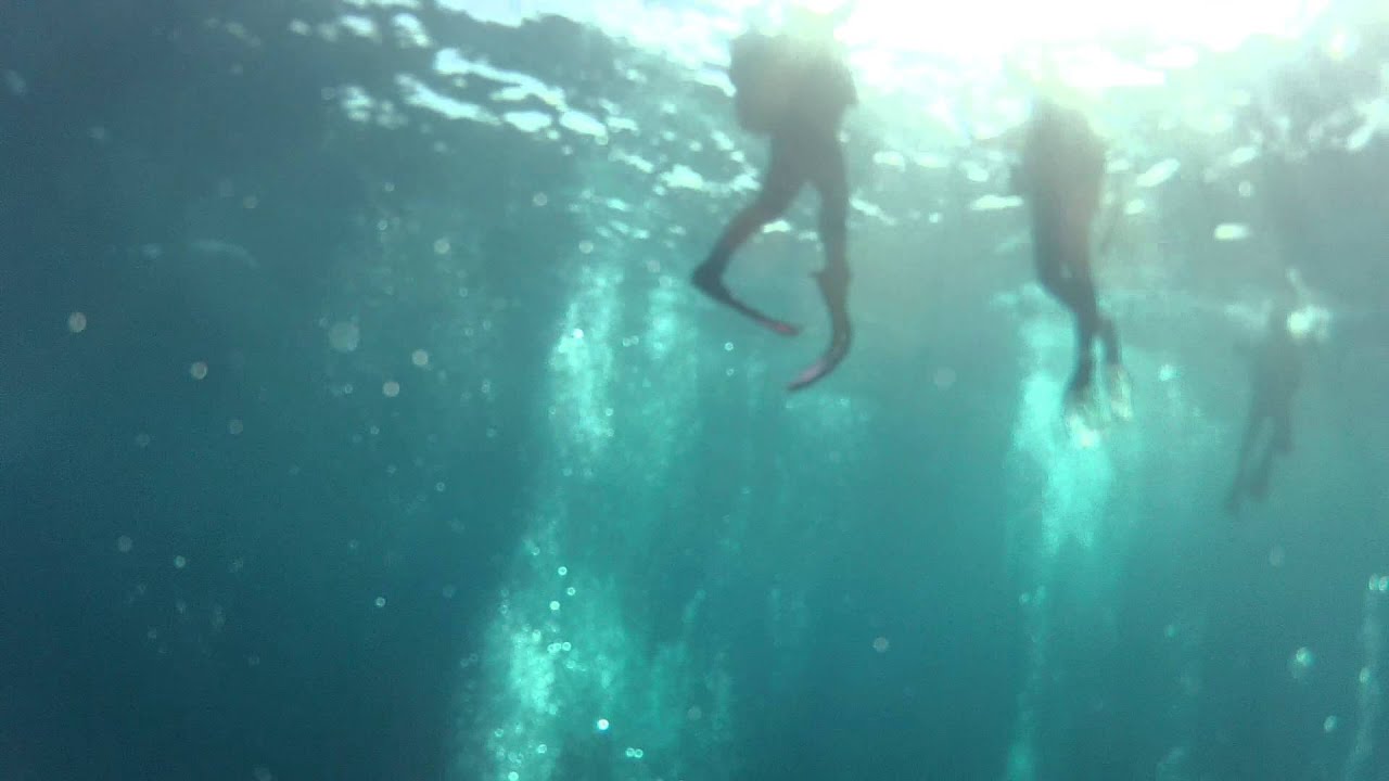 Aliwal Shoal Dive, drop on raggie cave - YouTube