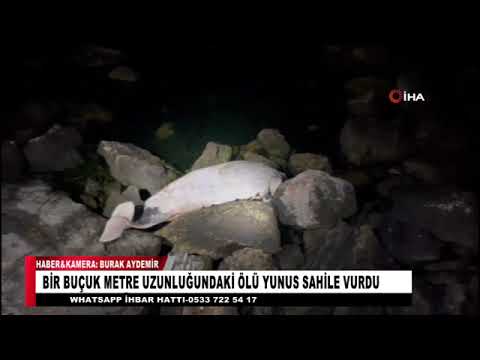 BİR BUÇUK METRE UZUNLUĞUNDAKİ ÇLÜ YUNUS SAHİLE VURDU