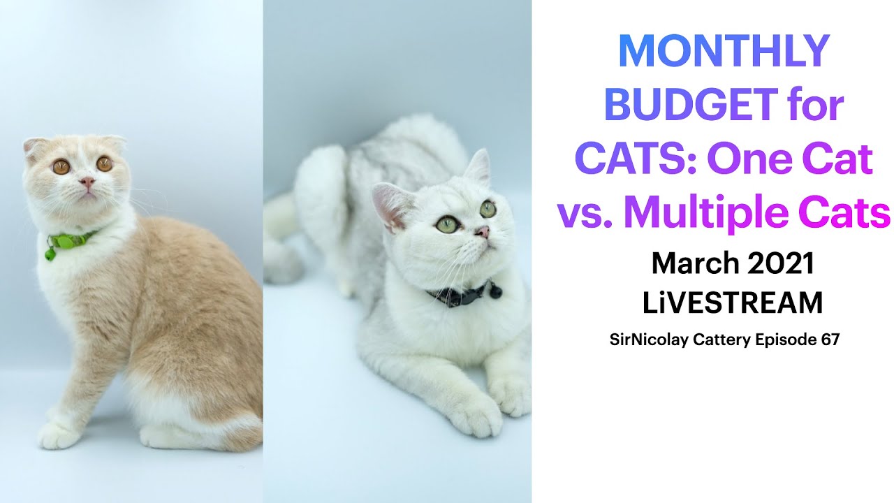 Monthly Budget for CATS: One Cat vs Multiple Cats March 2021 LiVESTREAM ...