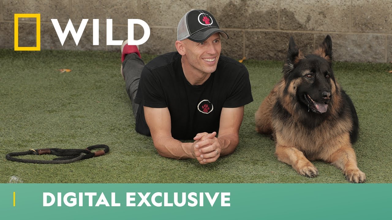 Scaredy Dog? | Dog: Impossible | National Geographic WILD UK - YouTube