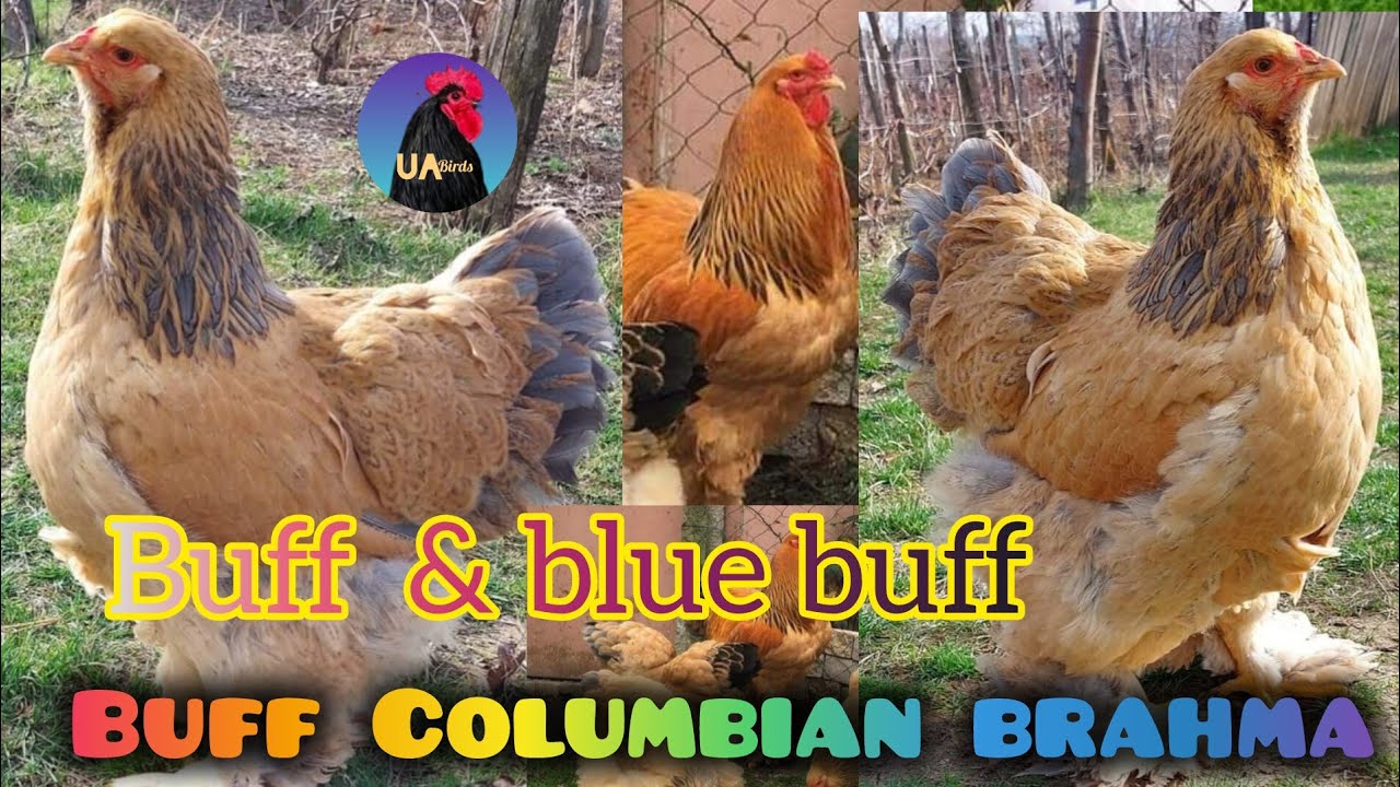 Buff Columbian brahma || blue buff Columbian brahma || brahma chicken ...