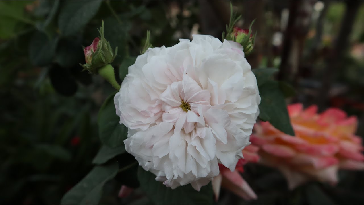 rosal Leda - Painted Belgic - Painted Damask - roses - rosiers - rosas ...