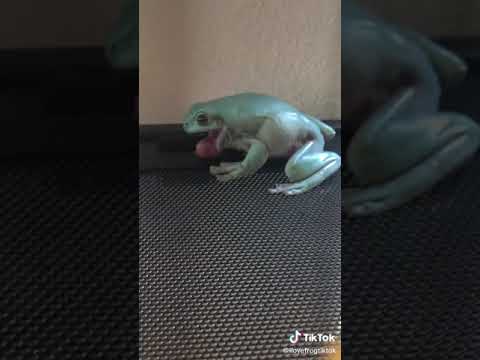 Over dramatic frog tries worm (rare tiktok) #shorts - YouTube