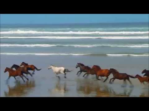Horses Trample Small Child