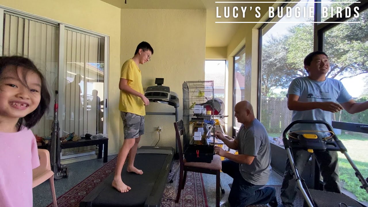 我女儿Lucy's Budgie Bird, AH MING朋友送的布吉鸟,长尾小鹦鹉 (Parakeet) - YouTube