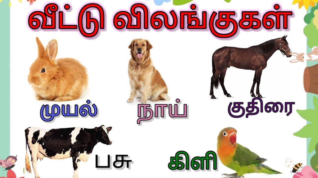 வீட்டு விலங்குகள்|veetu vilangugal|Domestic animals name and pictures ...