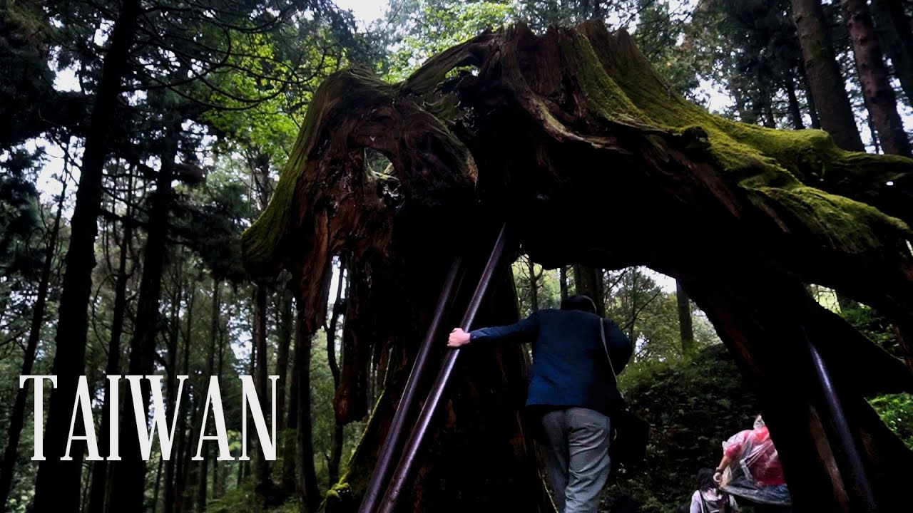 TAIWAN part 2 // Qingjing Farm, Alishan, Chihpen Hot Springs - YouTube