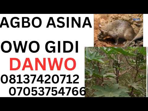 AGBO ASINA OWO GIDI TAARA TODAJU PUPO - YouTube