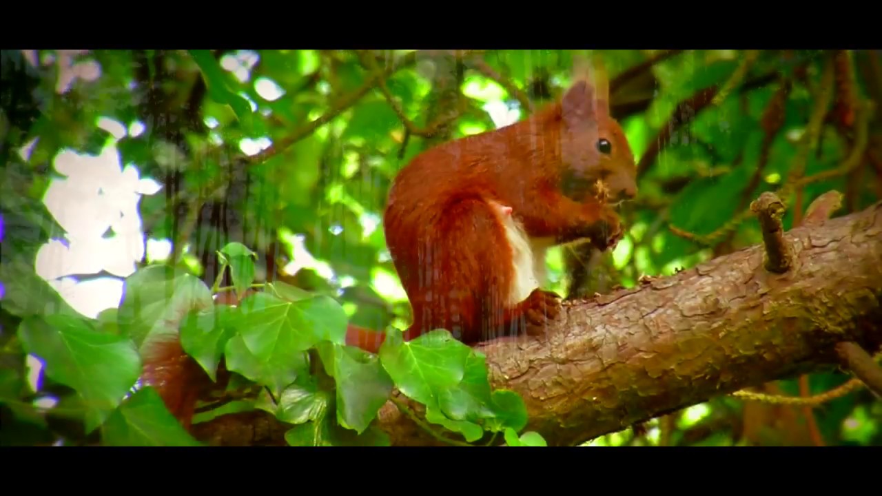 Wood is Life - YouTube