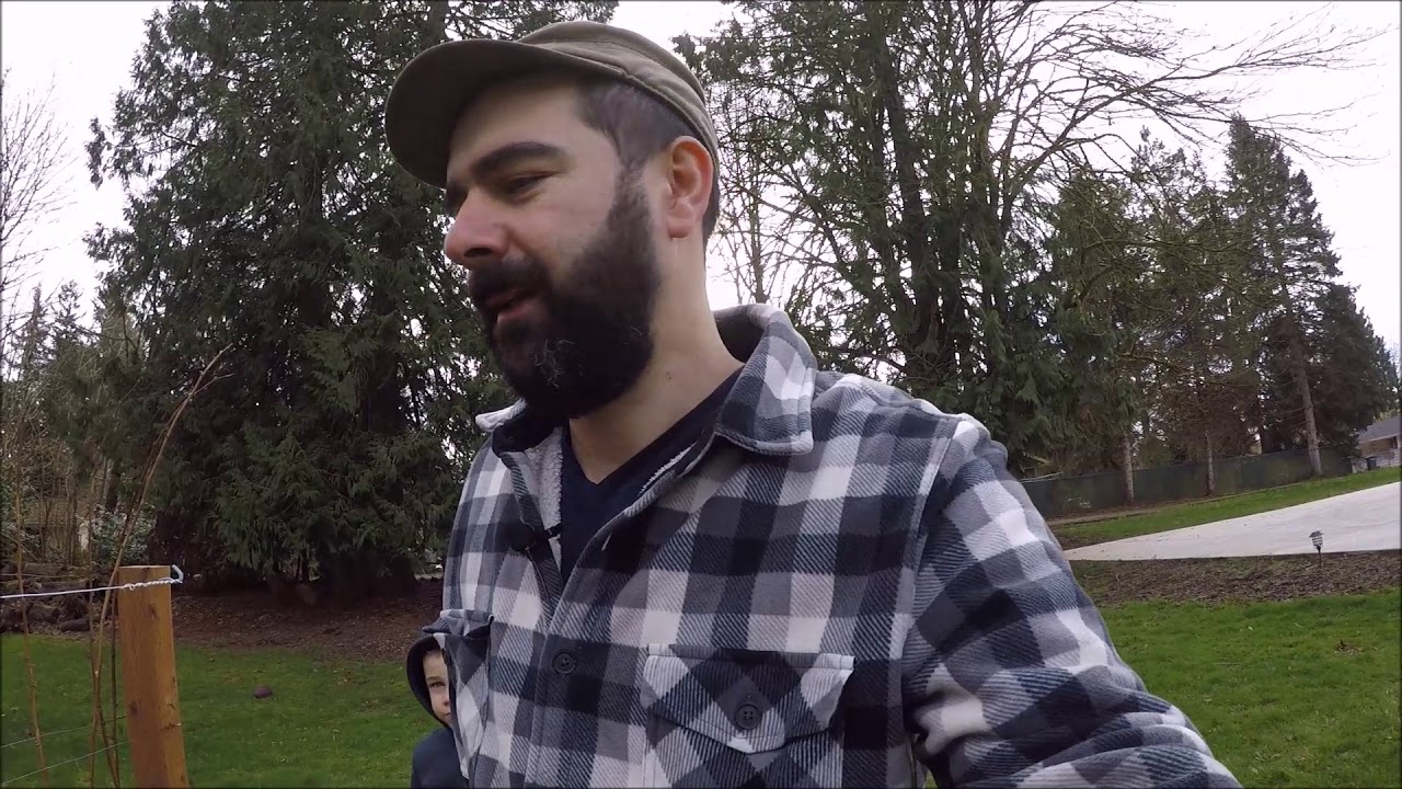 How to prune everbearing raspberries in winter - YouTube