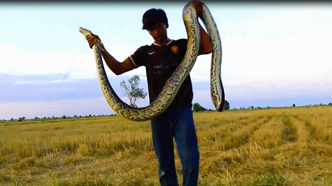 Top 2 Video Catch Big Snake In The Rice Field By Handsome Boy - YouTube