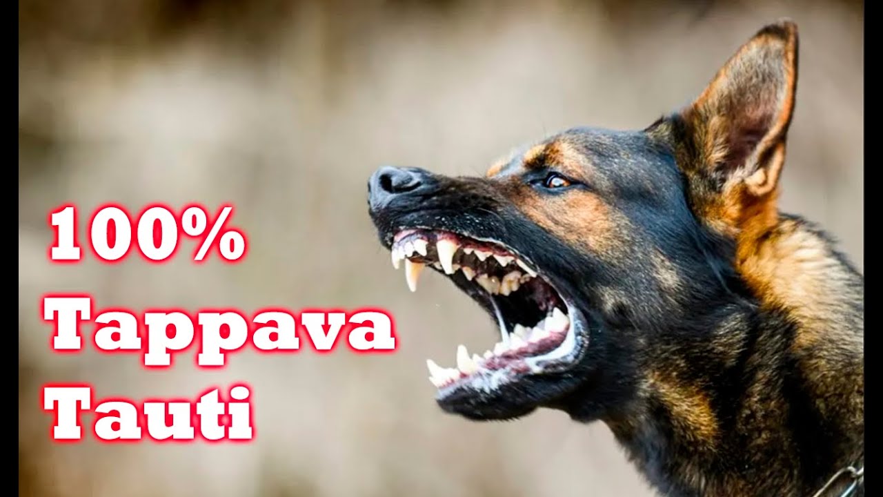 Vesikauhu: Tauti Josta Kukaan Ei Selvinnyt - YouTube