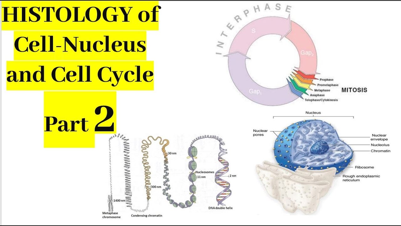 HISTOLOGY of Cell Nucleus and Cell Cycle Part 2 | Recorded Lecture ...