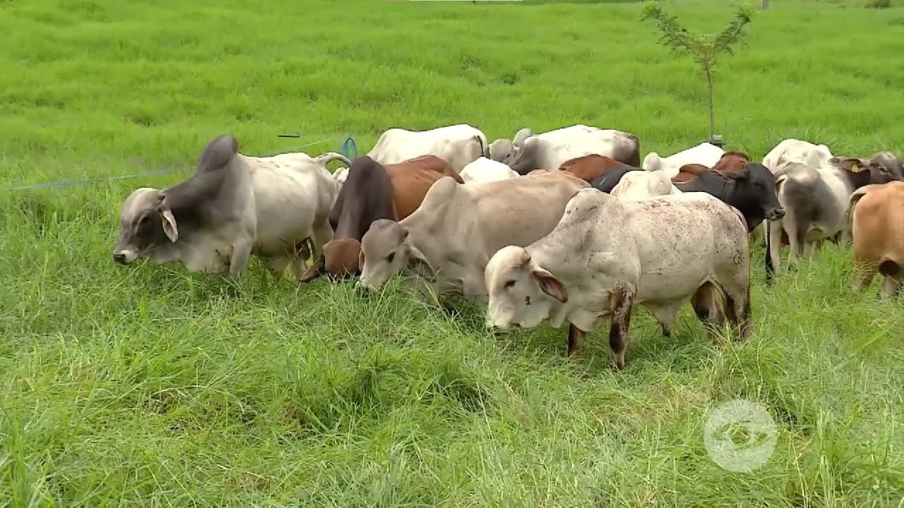 Pastoreo rotativo: una estrategia para mejorar la capacidad de la finca ...