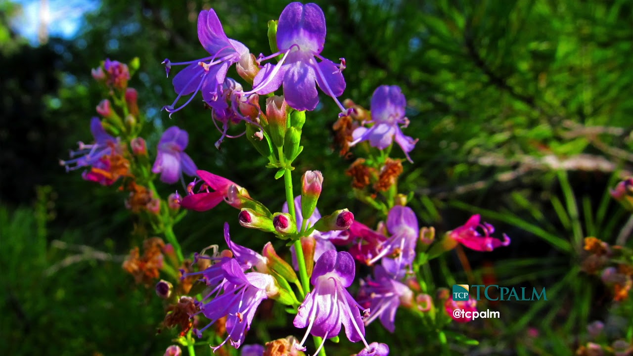 Homegrown: Lakela's mint found only on the Treasure Coast - YouTube