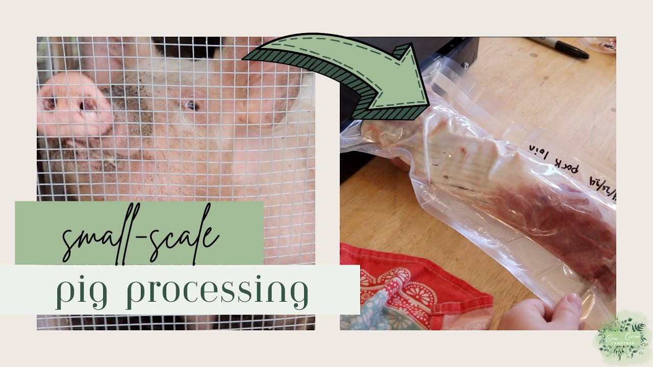 Small Scale Pig Processing - YouTube