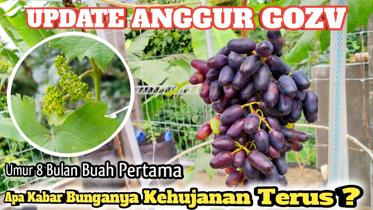 Anggur Gozv Umur 8 Bulan Pembuahan Pertama !! #anggur #anggurimport ...