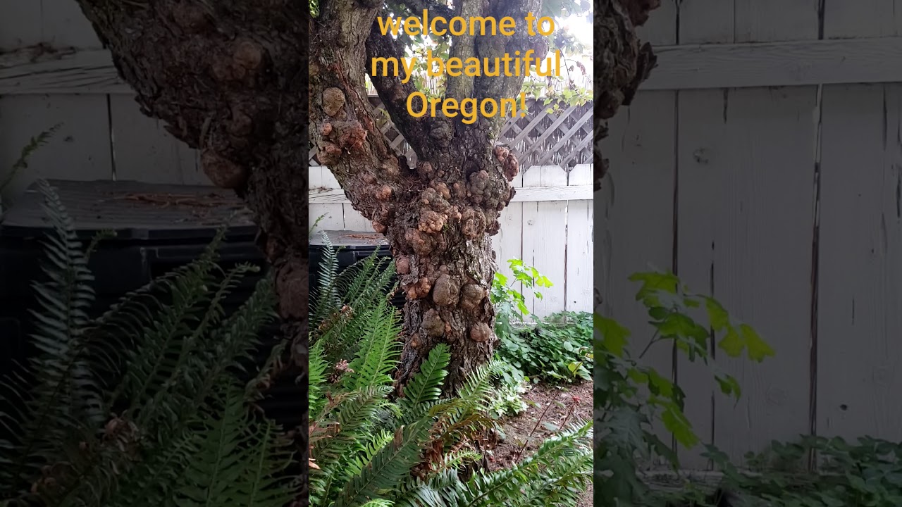 bumpy tree - YouTube