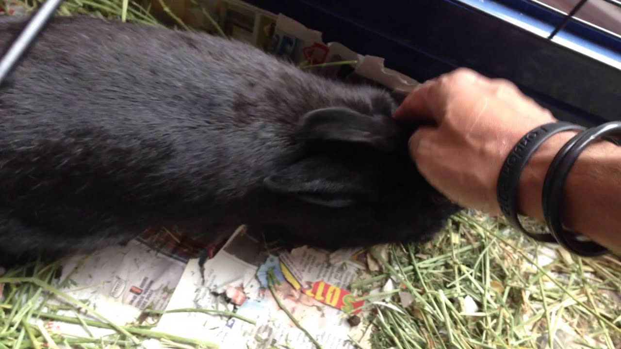 Growling angry bunny 2 - YouTube