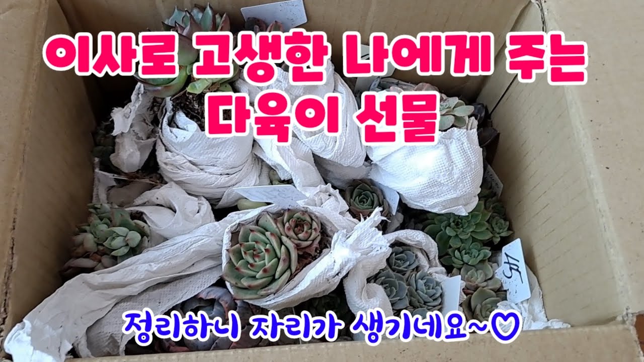이사로 고생한 나에게 주는 다육이 선물 다육이 자리는 만들면 생기네요 여름에 다육이가 정말 저렴해요 Succulents 다육식물 다육이 다육이언박싱