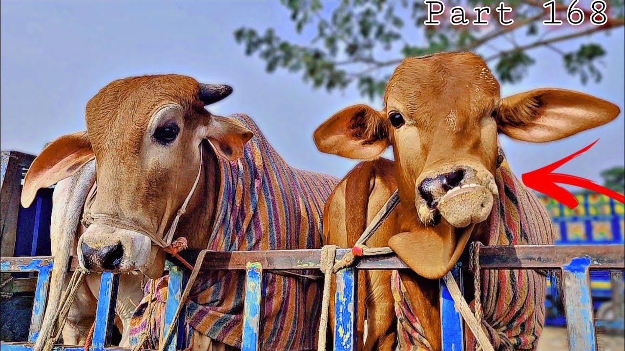 Crazy Cow Unloading | Part 168 | Cow Unloading BD | Unloading Cow 2024 ...