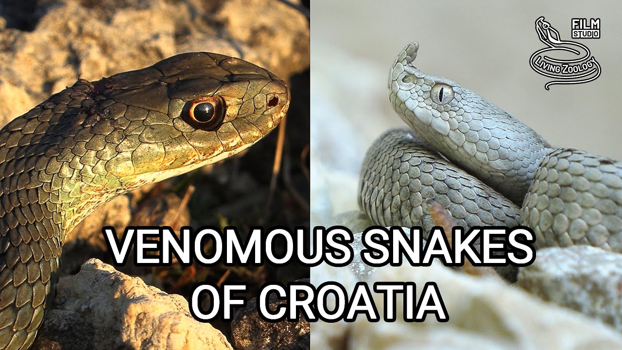 Venomous snakes of Europe - Nose-horned viper and Montpellier snake in ...