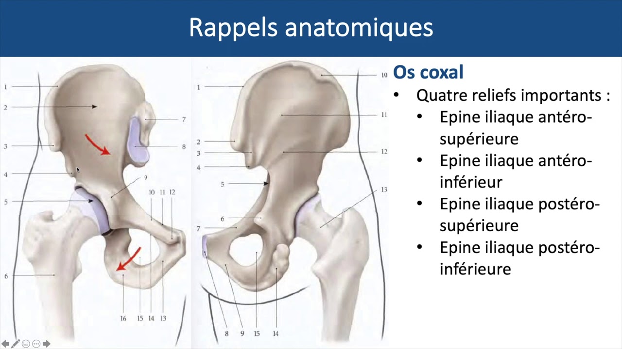 Tutoriel AIH : Anatomie du myélogramme - YouTube