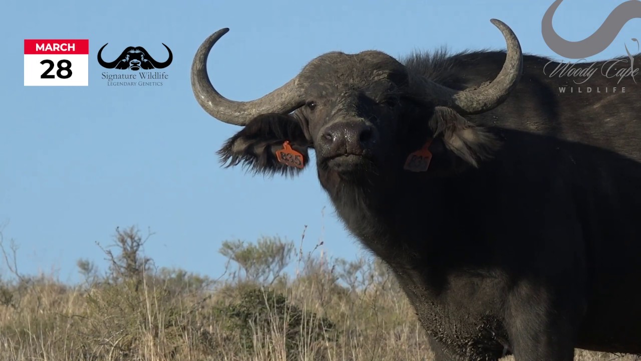 Buffalo Cow "Charle" of Woody Cape Wildlife - YouTube