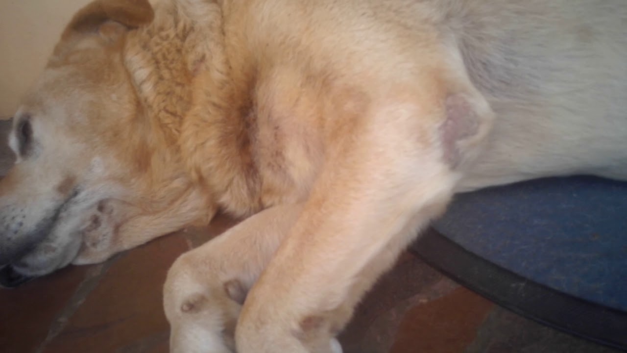 Ignoring my Labrador 😂 - YouTube