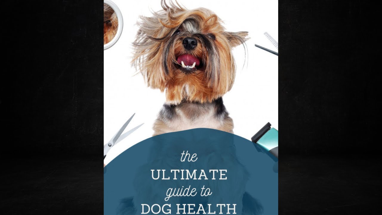 The ULTIMATE Guide to DOG Health - YouTube