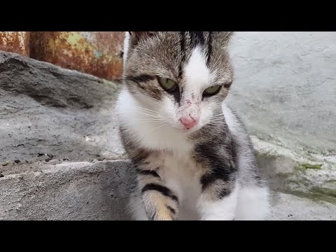 Kedi Ve Üst Düzey Temizlik Anlayışı