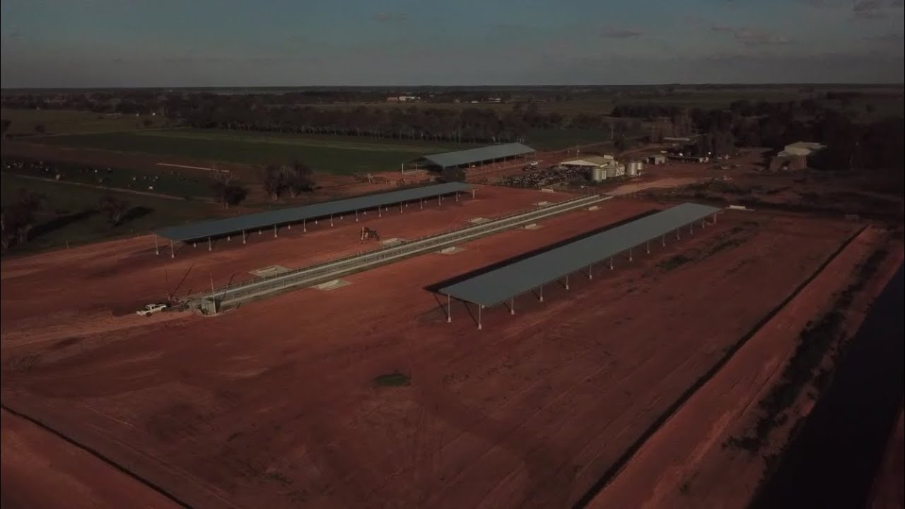 New Feed Pad, Dry Lot, 800 cows - YouTube