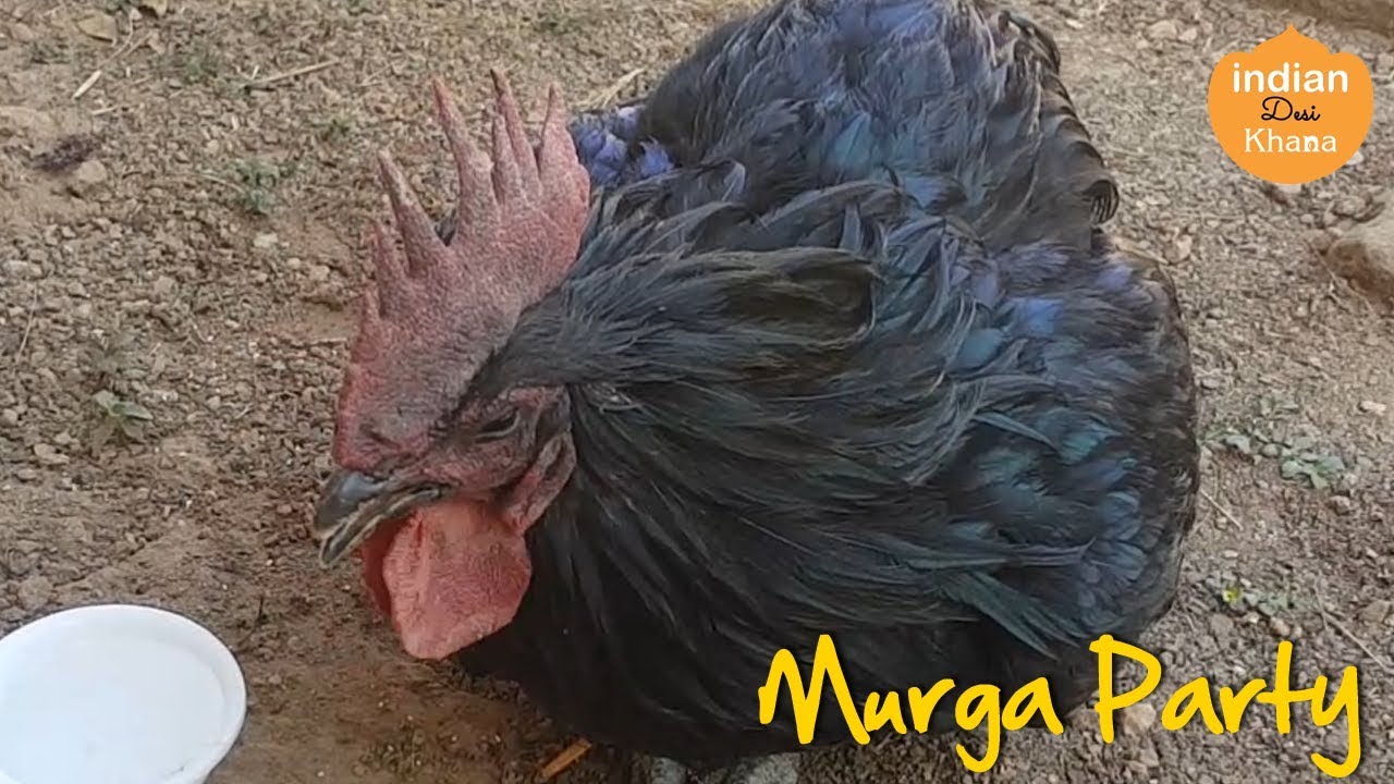 Murga Party In Jungle | Looks like a Kadaknath Chicken - YouTube