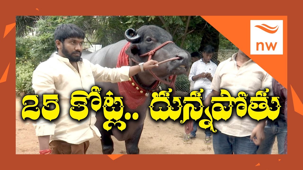 25 Crore Shahenshah Buffalo For Sadar Celebration In Hyderabad | Sadar ...
