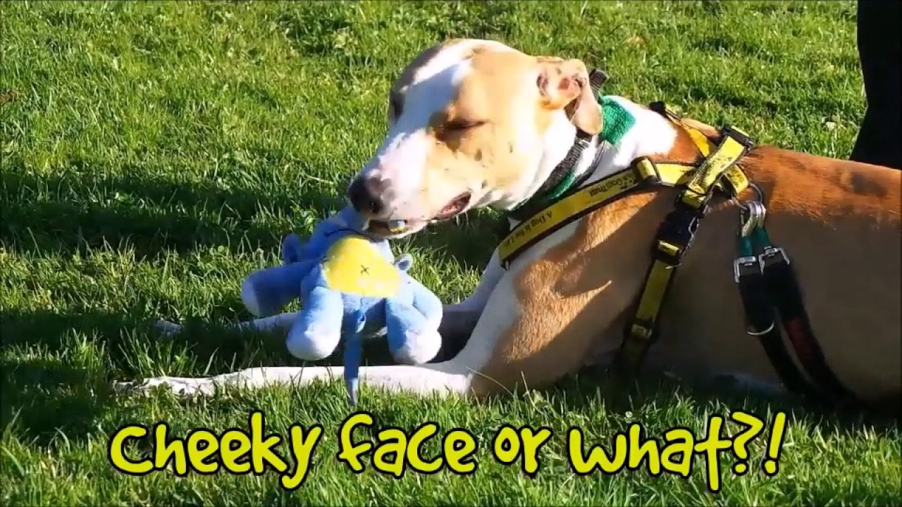 Dogs Trust Merseyside - Paddy - YouTube