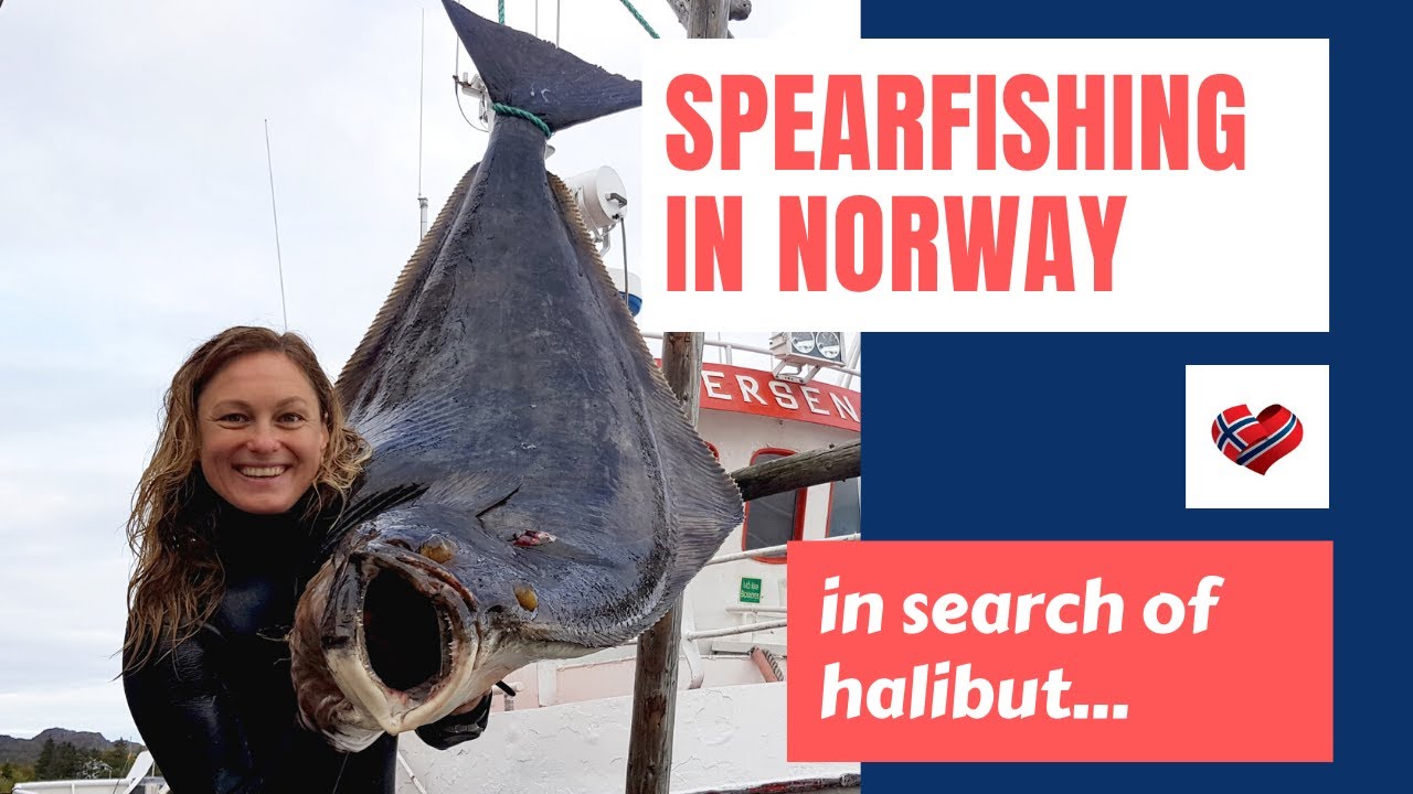 Spearfishing in Norway. Halibut. Подводная Охота в Норвегии. Палтус ...