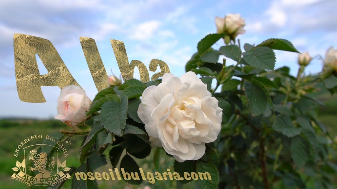 Rose Alba - YouTube