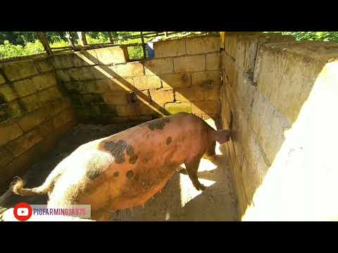 Our large white sow gave birth to *🔜* piglets|pigfarmingja876
