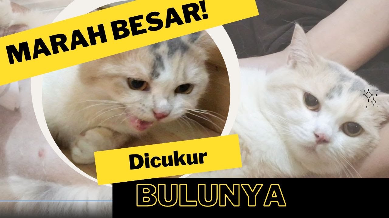Mencukur Bulu Perut Kucing Hamil | Persiapan Kucing Lahiran | Kucing ...