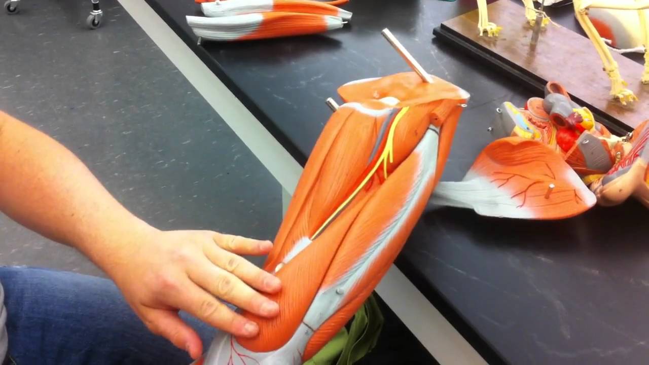 Thigh and leg Muscles of Human Model - YouTube