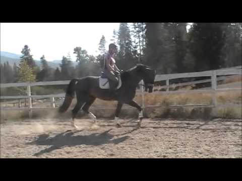 QUALITY * QUINAR/CAPITOL/SACRAMENTO SONG 2009 HOLSTEINER - YouTube
