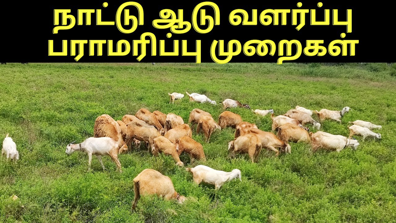 நாட்டு ஆடு வளர்ப்பு பராமரிப்பு முறைகள் |aadu valarpu tamil -verukku ...